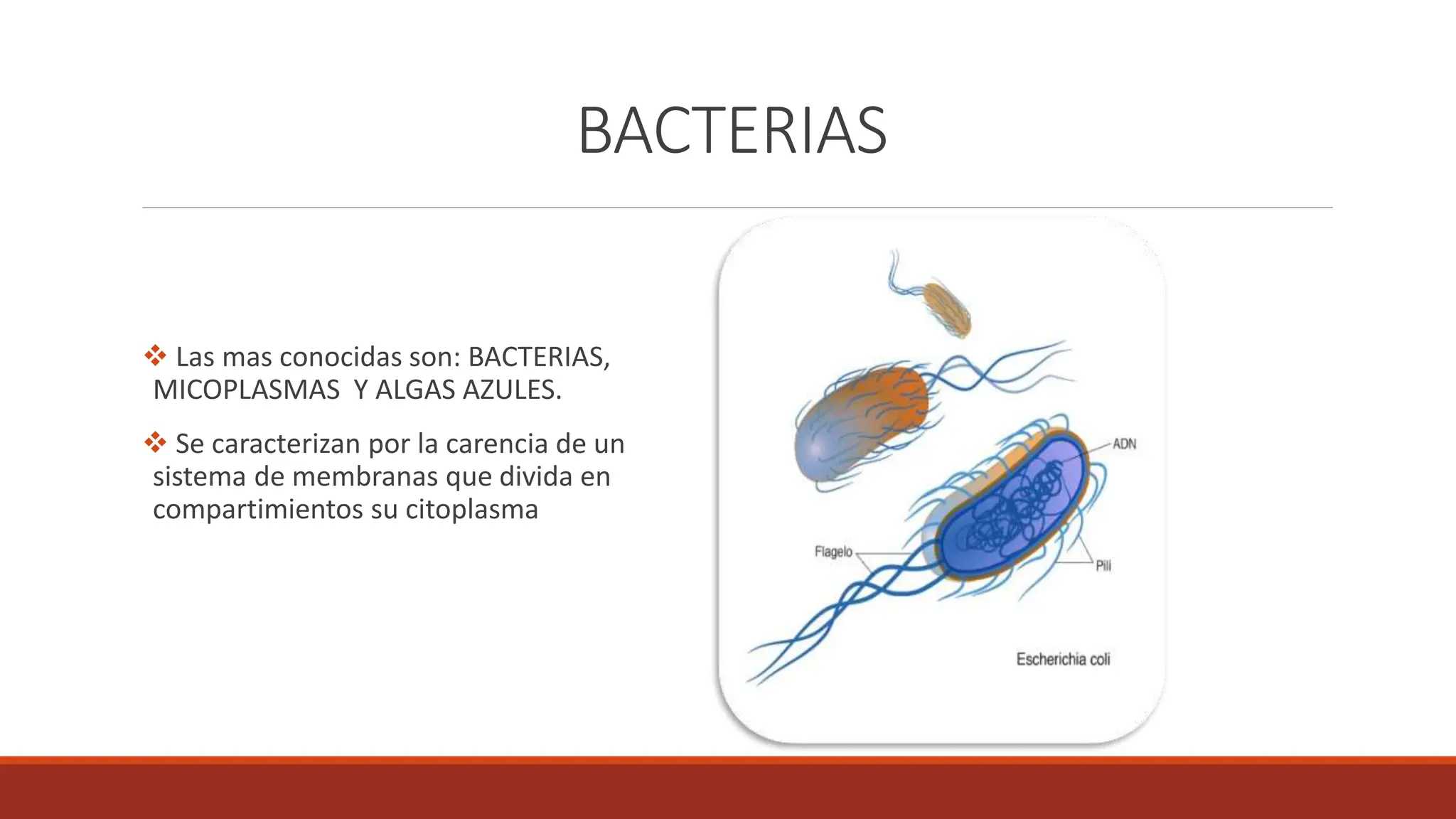 Microbiología de las bacterias en general.pptx