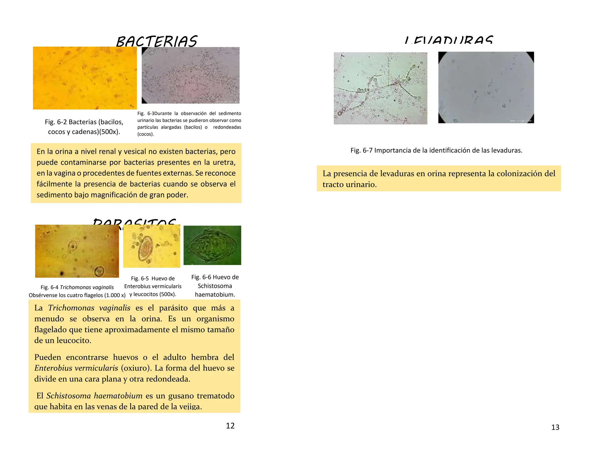 BACTERIAS , PARASITOS Y LEVADURAS EN LA ORINA | DOCX