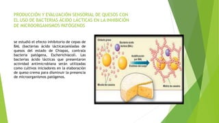 BACTERIAS ACIDO LÁCTICAS FABIO.pptx