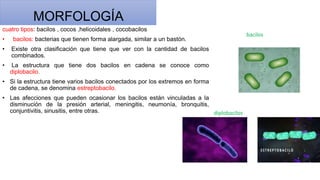 Bacterias TAREA | PPTX