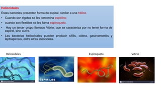 Bacterias TAREA | PPTX