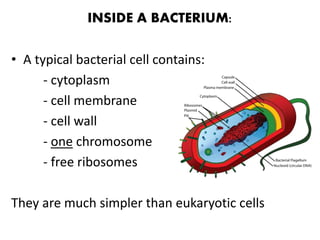Bacteria science#6(showas5) | PPTX