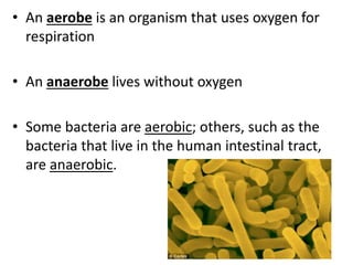 Bacteria science#6(showas5) | PPTX