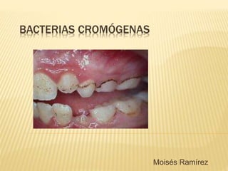 Bacterias cromógenas | PPTX