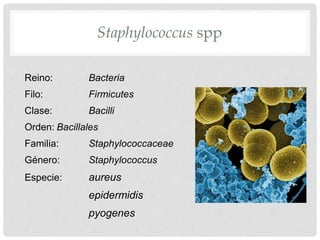 Bacterias de piel | PPTX