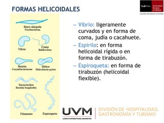 Bacterias generalidades | PDF