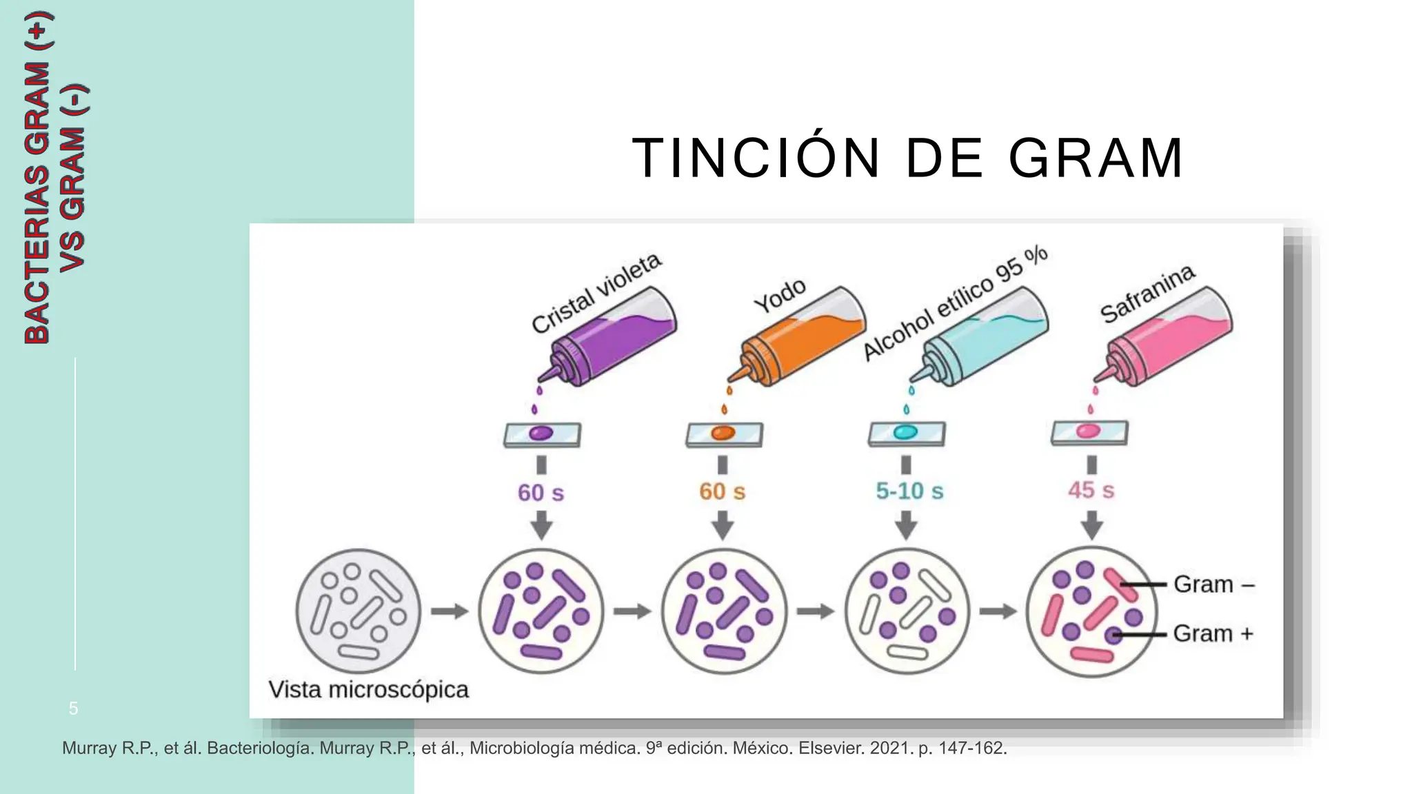 clasificacion de bacterias gram positiva | PPTX