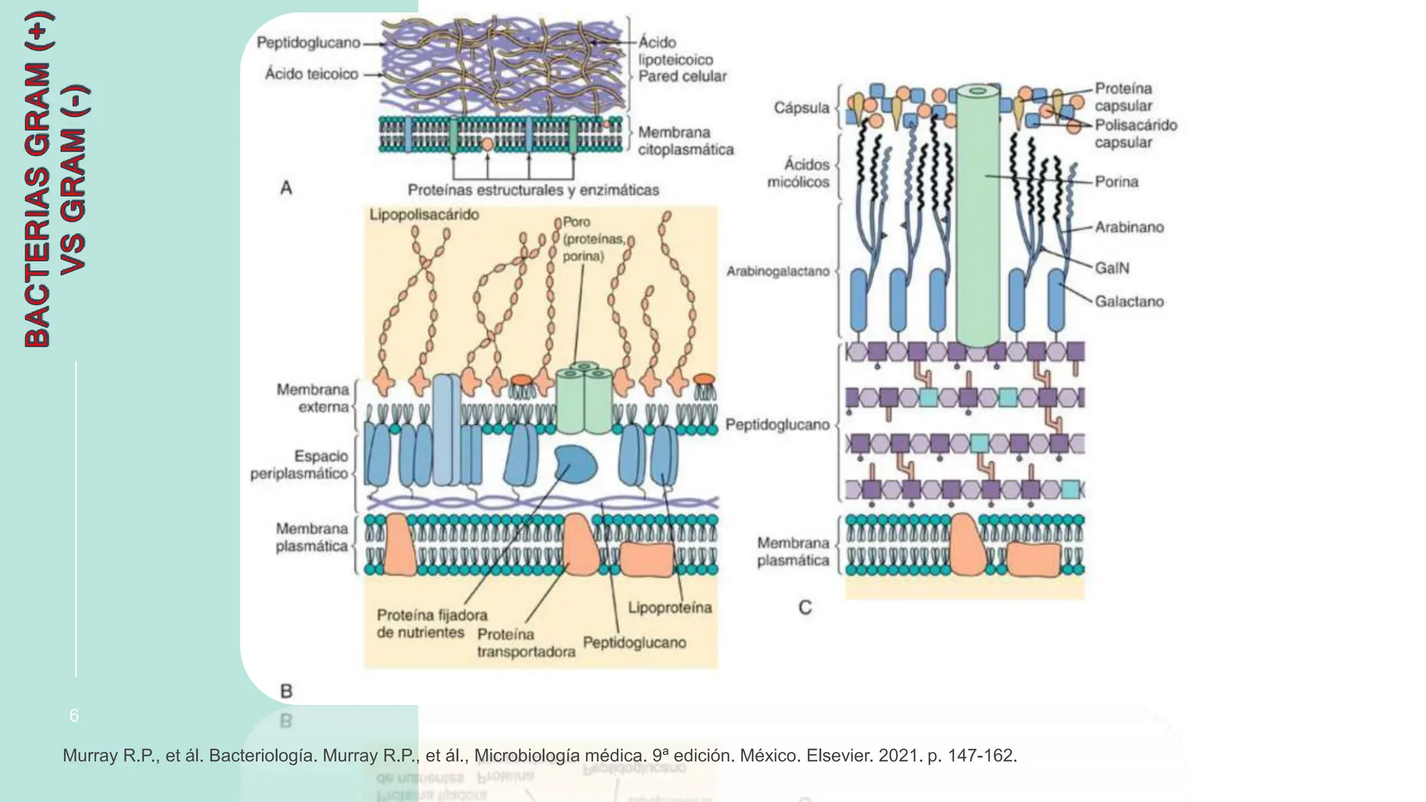 clasificacion de bacterias gram positiva | PPTX