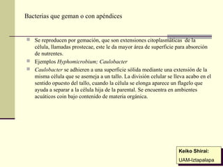 BACTERIAS GRAM POSITIVAS | PPT