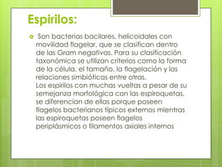Bacterias jessica y lily | PPTX