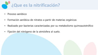 Bacterias nitrificantes | PPTX