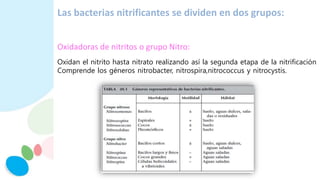 Bacterias nitrificantes | PPTX