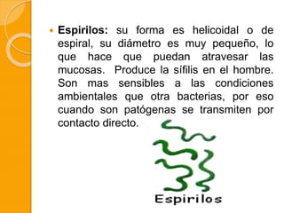 Bacterias nomenclatura | PPTX