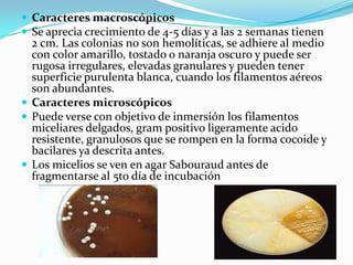 Bacterias parecidas a hongos | PPTX