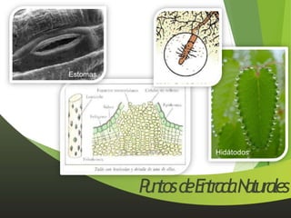 Bacterias plantas. en la microbilogia ss | PPTX