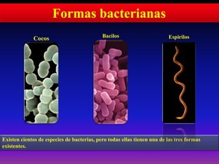 BACTERIAS FITOPATOGENAS | PPTX