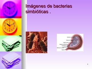 Bacterias simbiótica | PPT