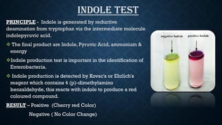Bacteria staining (Pharmaceutical Microbiology) | PDF