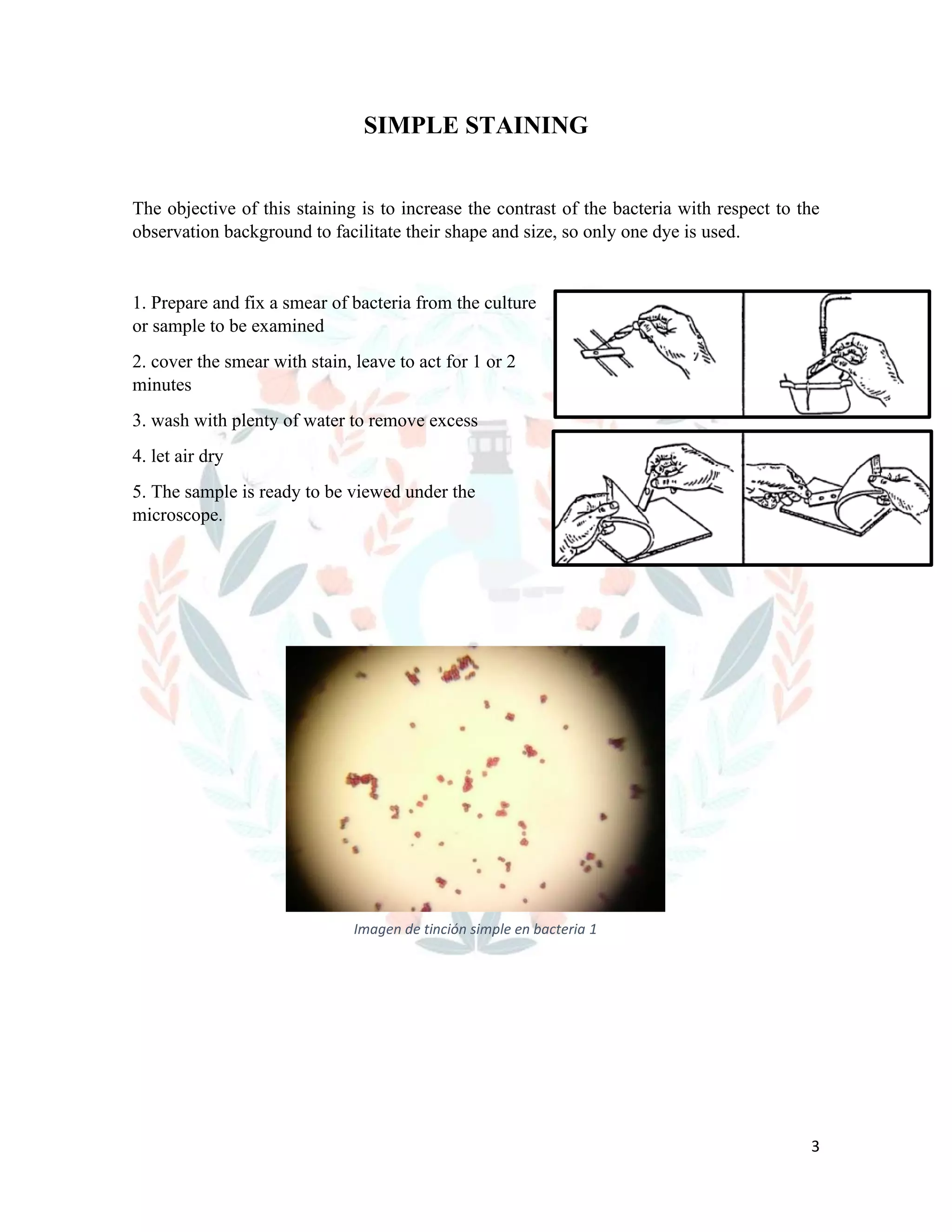 Bacteria staining | PDF