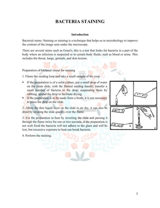 Bacteria staining | PDF