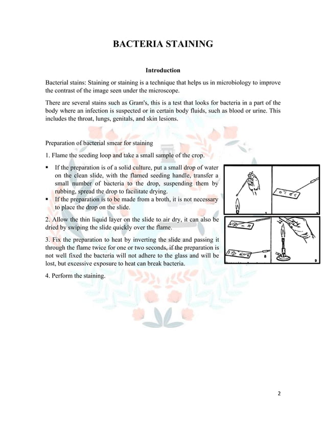 Bacteria staining | PDF