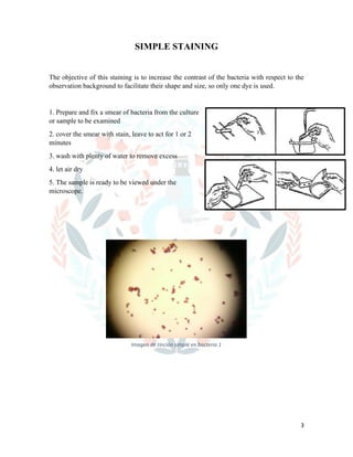 Bacteria staining | PDF