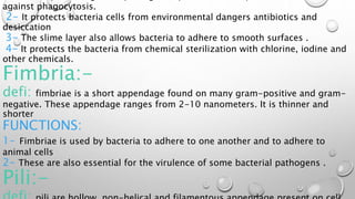Bacteria structure | PPTX
