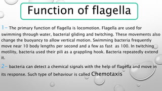 Bacteria structure | PPT