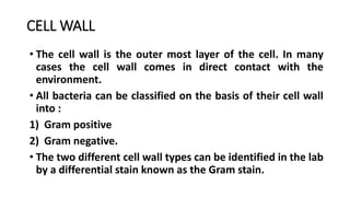 Bacteria structure.pptx