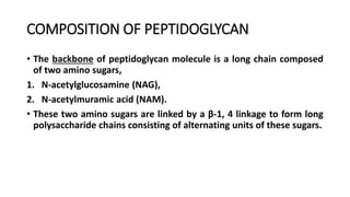 Bacteria structure.pptx