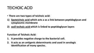 Bacteria structure.pptx