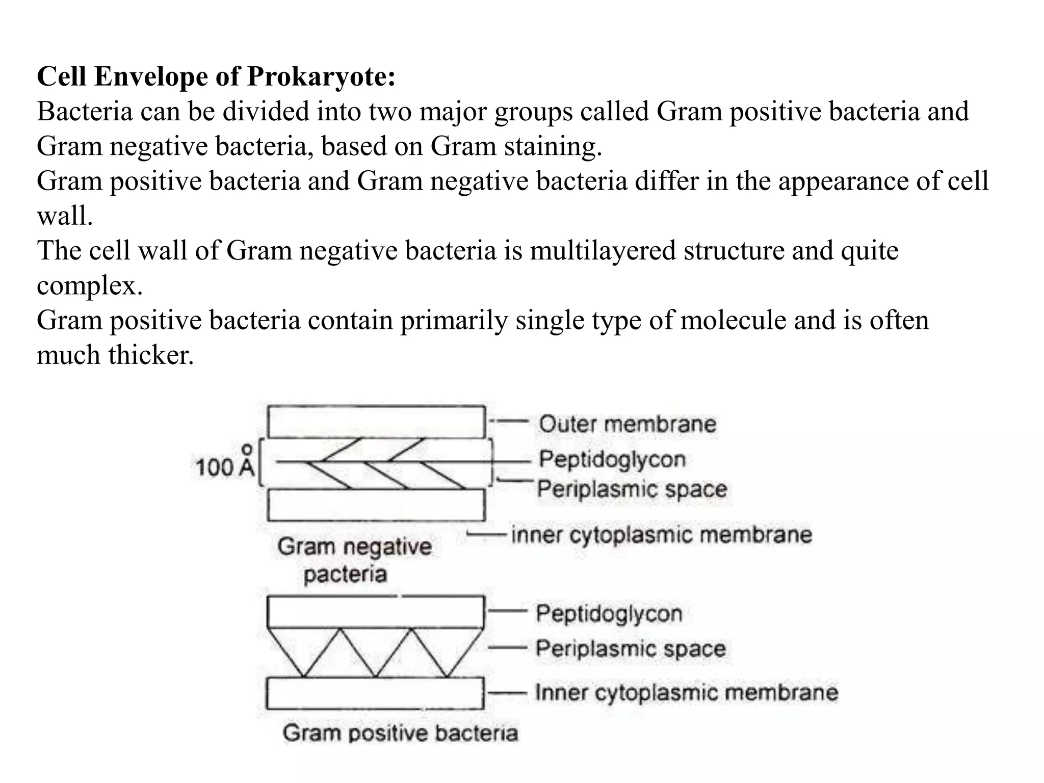 Bacteria Structure.pptx