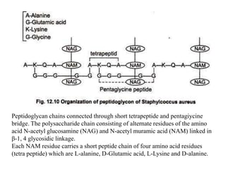 Bacteria Structure.pptx