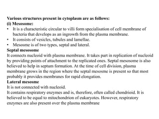 Bacteria Structure.pptx