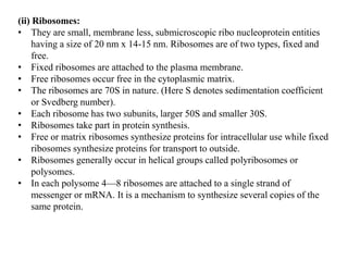 Bacteria Structure.pptx