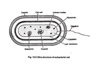 Bacteria Structure.pptx
