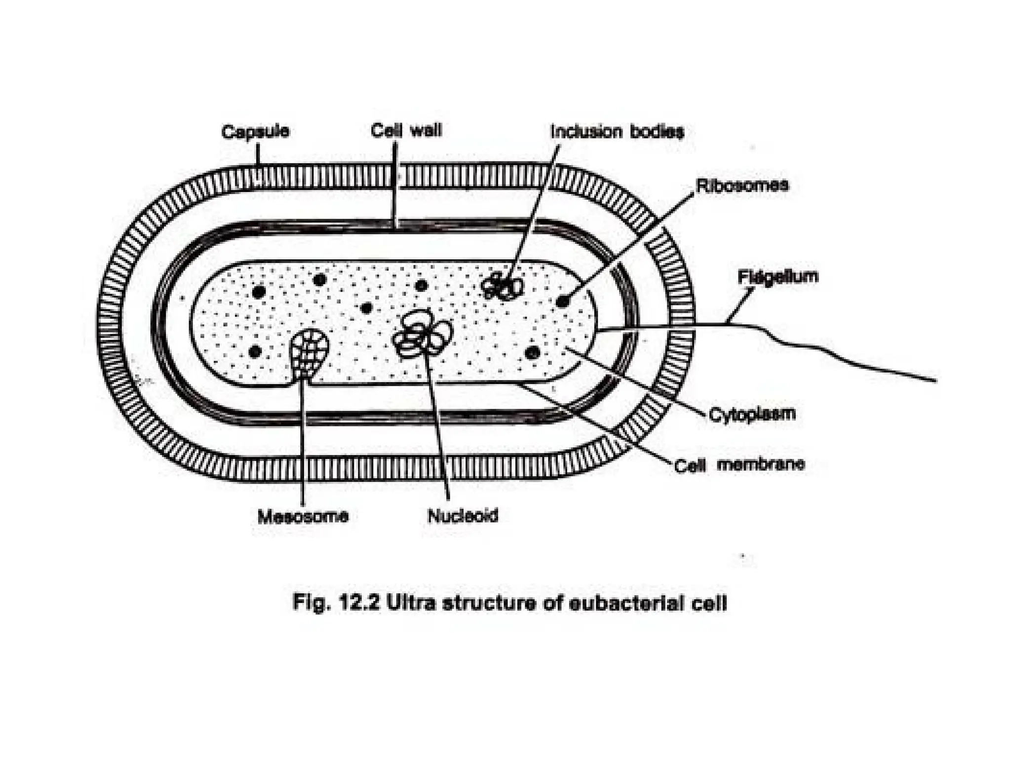 Bacteria Structure.pptx eubacteria from microbiology | PPTX