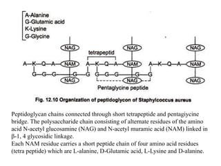 Bacteria Structure.pptx eubacteria from microbiology | PPTX
