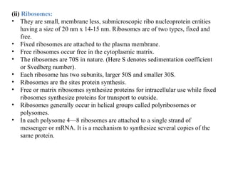 Bacteria Structure.pptx eubacteria from microbiology | PPTX