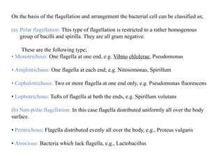 Bacteria Structure.pptx eubacteria from microbiology | PPTX