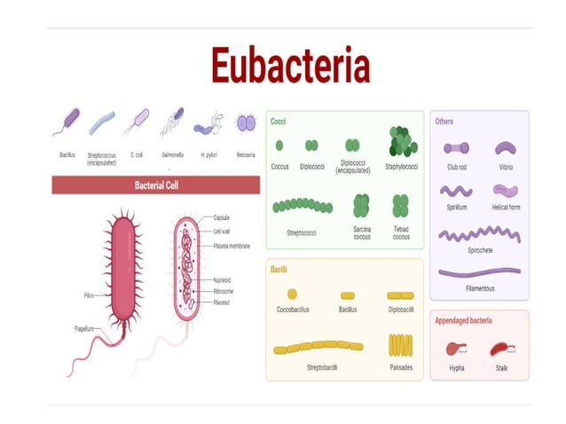 Bacteria Structure.pptx eubacteria from microbiology | PPT