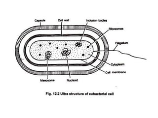 Bacteria Structure.pptx eubacteria from microbiology | PPTX