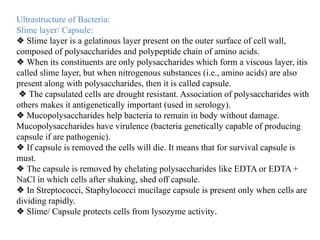 Bacteria Structure.pptx eubacteria from microbiology | PPTX