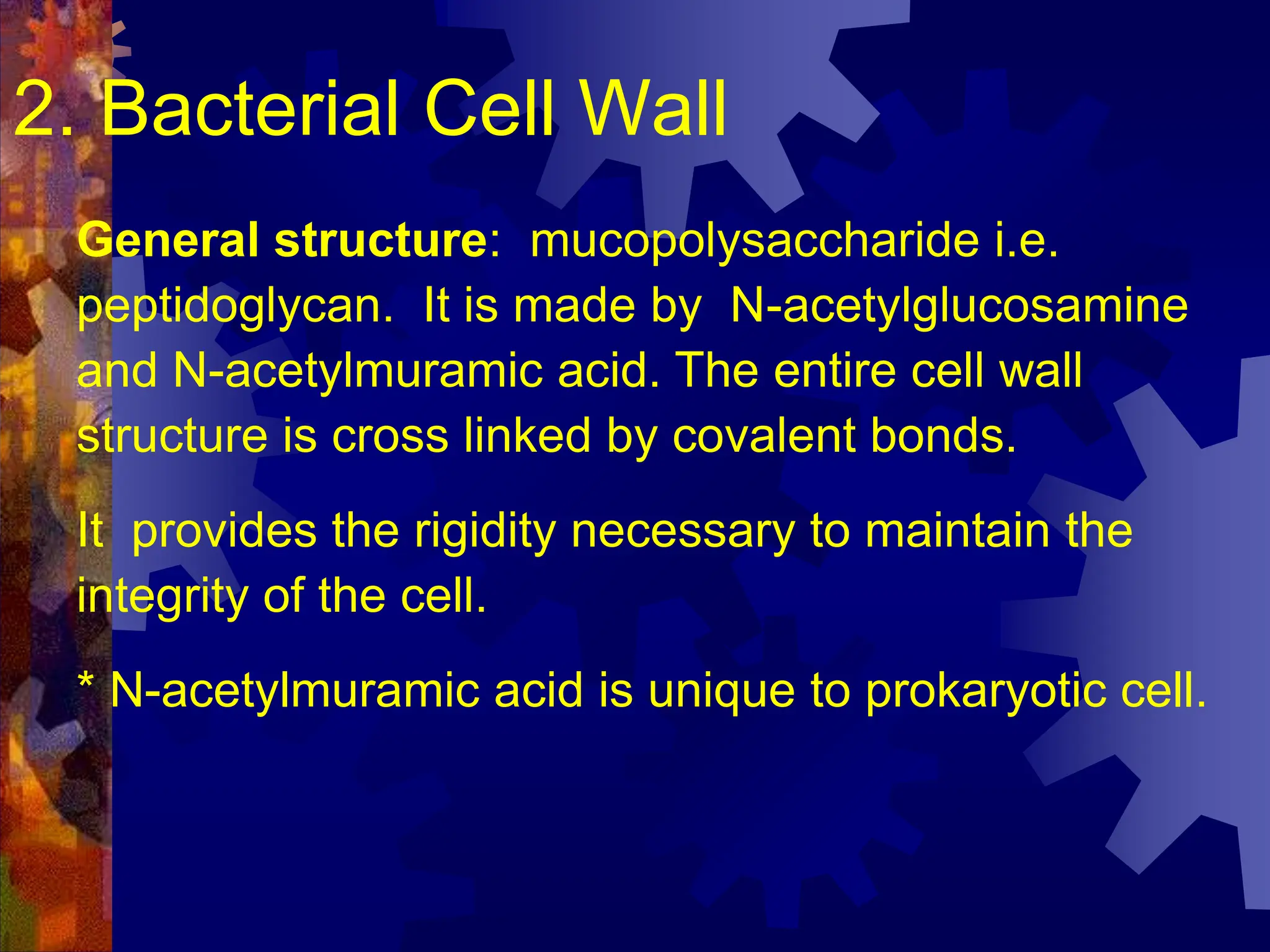 Bacteria Structure, Cell wall, Cell Membrane, Cytoplasm, Ribosomes.pptx
