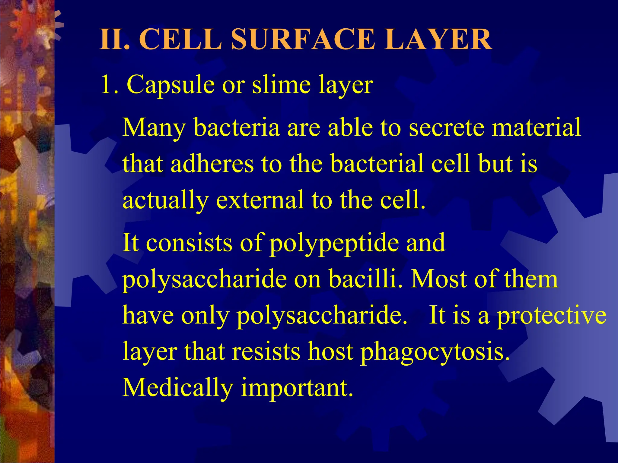 Bacteria Structure, Cell wall, Cell Membrane, Cytoplasm, Ribosomes.pptx