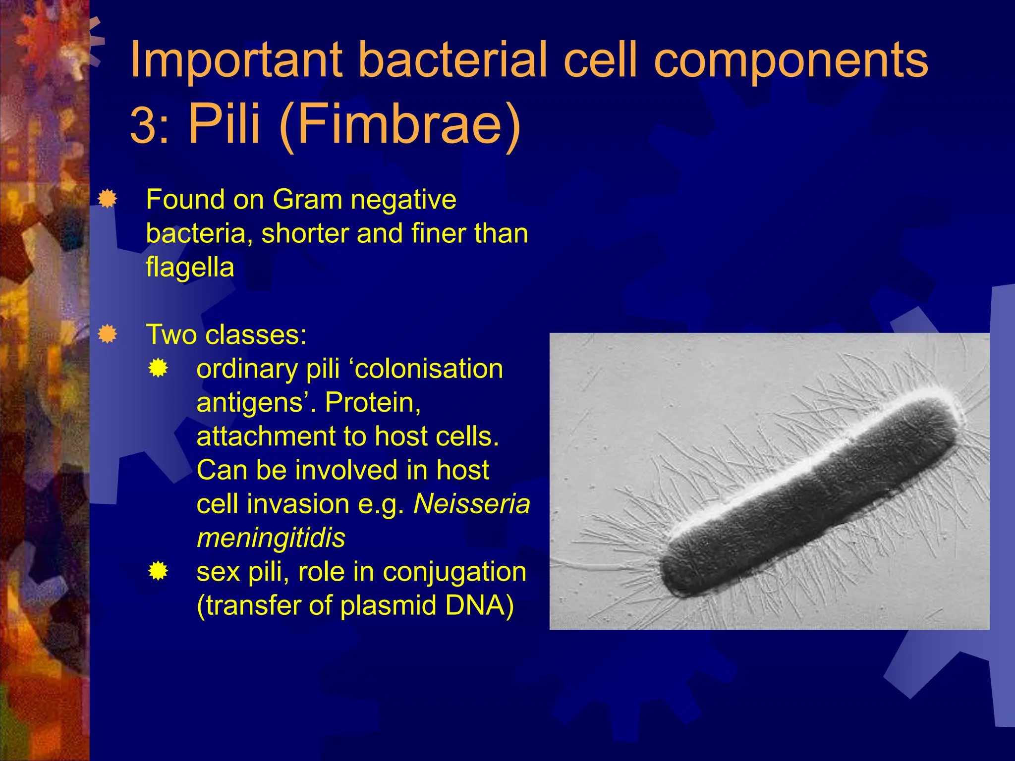 Bacteria Structure, Cell wall, Cell Membrane, Cytoplasm, Ribosomes.pptx