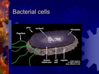 Bacteria Structure, Cell wall, Cell Membrane, Cytoplasm, Ribosomes.pptx