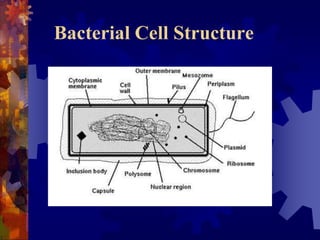 Bacteria Structure, Cell wall, Cell Membrane, Cytoplasm, Ribosomes.pptx