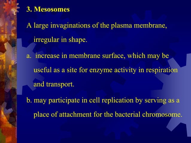 Bacteria Structure, Cell wall, Cell Membrane, Cytoplasm, Ribosomes.pptx