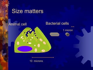 Bacteria Structure, Cell wall, Cell Membrane, Cytoplasm, Ribosomes.pptx